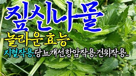 짚신나물 선학초 의 놀라운 효능위 장에 좋고 당뇨개선 항암작용 가볍게 봐주세요 민간요법다수 YouTube