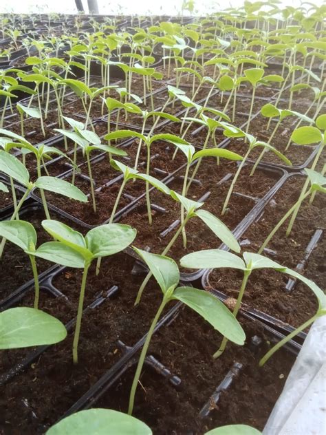 Овощная рассада – Ново-Цвет | Тепличный комплекс