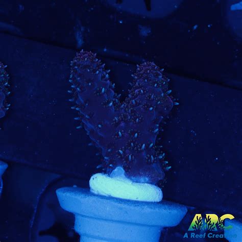 Black Raspberry Millepora A Reef Creation