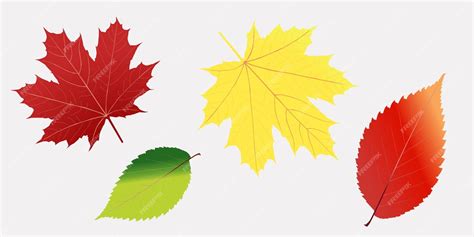 Premium Vector Set Of Autumn Leaves Isolated On White Background High