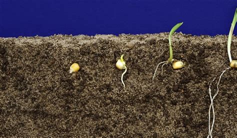 Seed Germination Of Corn
