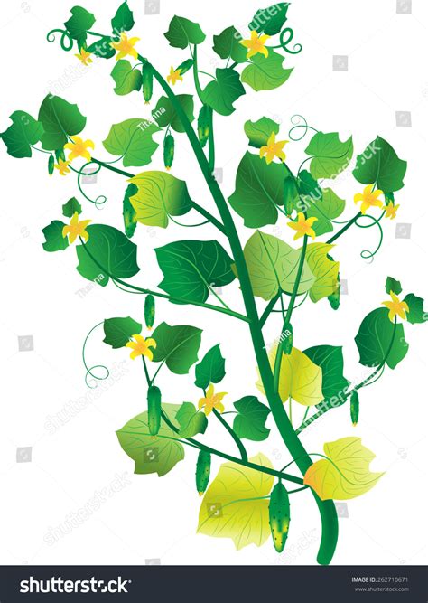 Cucumber Plant Fruits Flowers Leaves Stock Vector Royalty Free 262710671