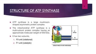 Atp Synthase Atp Synthase Complex 1 To 4 PPTX
