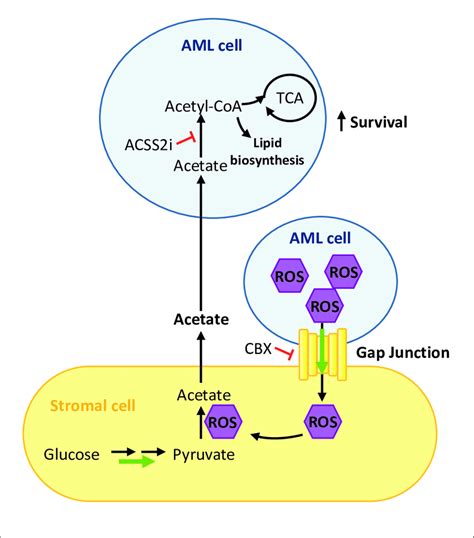 Schematic Summary Of Our Findings Aml Cells Present High Levels Of Ros Download Scientific