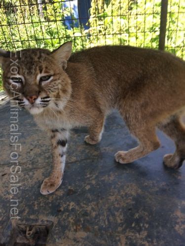 Noncat For Sale