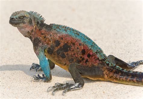 Green Tree Python A Comprehensive Care Guide