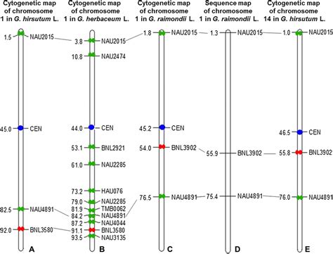 Construction Of Cytogenetic Map Of Gossypium Herbaceum Chromosome 1 And Its Integration With