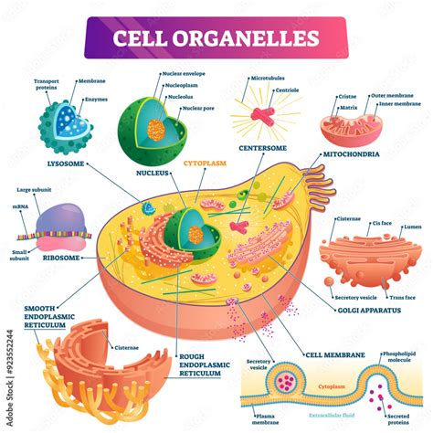 Poster Cell Organelles Biological Anatomy Illustration Diagram Of The
