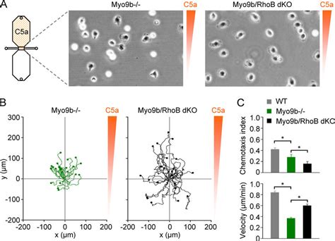 Genetic Deletion Of Rhob In Myo9b Macrophages Partially Rescues Download Scientific Diagram
