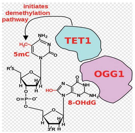 Initiation Of Dna Demethylation At A Cpg Site Image Of A Cpg Site