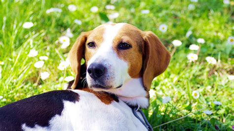 Pointer Mix Pictures Az Animals