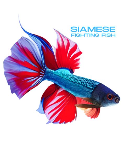 샴 싸우는 물고기 시암 사람 Pixabay의 무료 이미지 Pixabay