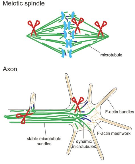 Model Of Microtubule Severing In The Meiotic Spindle Top And Axon