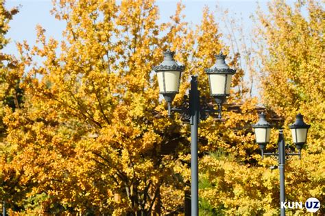Oltin kuz tarovatidan zavqlanayotgan Toshkent – fotojamlanma