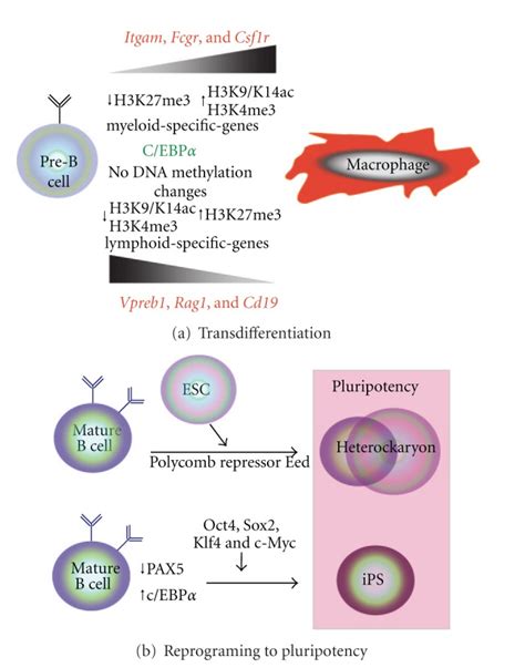 Transdifferentiation And Reprogramming Of B Cells A Ectopic Download Scientific Diagram