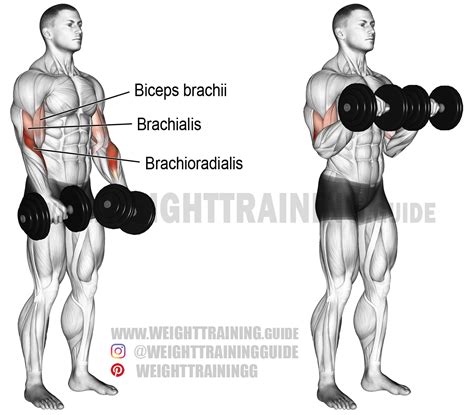 Dumbbell Reverse Curl Instructions And Video Weight Training Guide