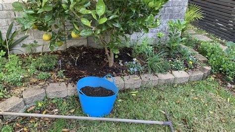Best Compost For Fruit Trees Easy Guide To Boost Your Harvest Eco