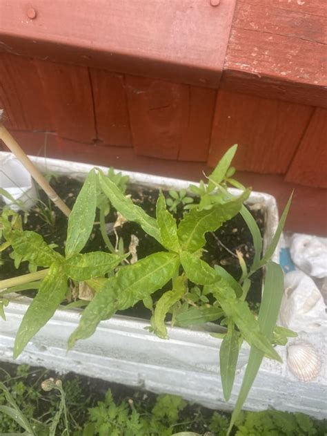 Whats This Plant That Has Suddenly Spawned One Million Of Itself In My Garden Uk R