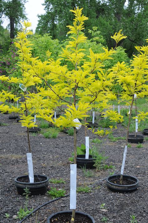 Honeylocust Sunburst For Sale In Boulder Colorado
