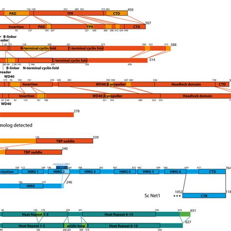 Pol I Transcription Initiation Factor Schematic Domain Architecture Of