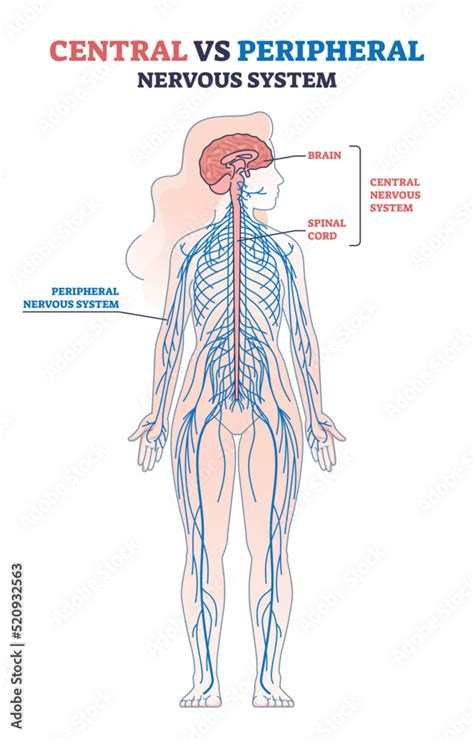 Fotografie Obraz Central Vs Peripheral Nervous System Anatomy Comparison Outline Diagram