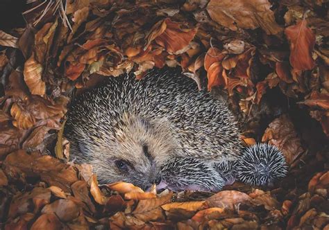 Hedgehogs Hibernate All About The Hedgehog Gardenbird
