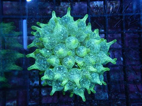 Nano Build Justins 2 Gallon Pico Reef Build Reef2reef