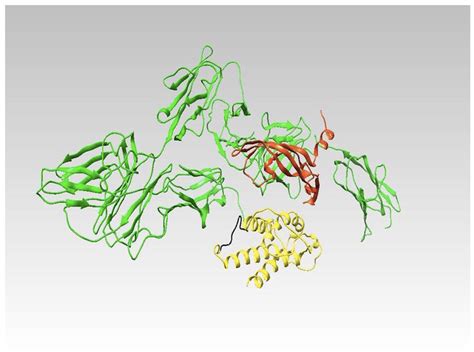 Predicted 3d Structure Of Fusion Protein [svegfr 1 Ggggs 2 Il 2] Download Scientific Diagram