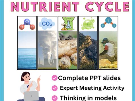 Nutrient Cycle Water Nitrogen Carbon Sulfurphosphorus Cycles