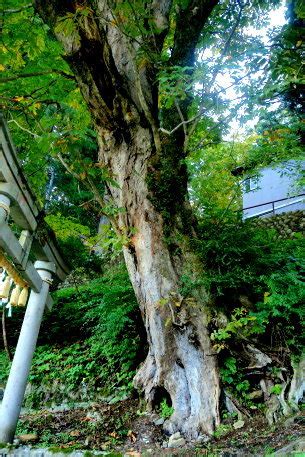 日吉神社のトチノキ 巨樹樹の国日本