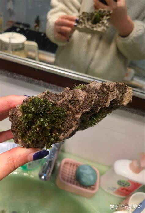 隔离在家用斗鱼缸养个吴定石苔藓景观如 知乎