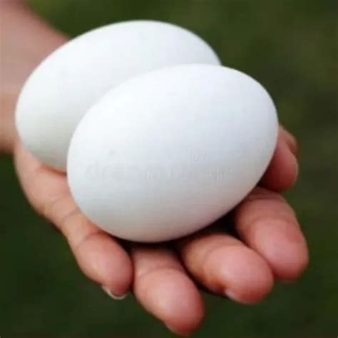 Big Cock Big Balls Jerk Off And Cum Gay Porn XHamster