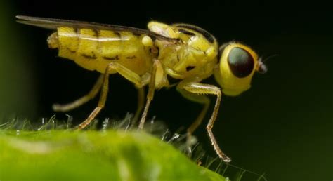 How To Get Rid Of Yellow Swarming Fly Pest Exterminators