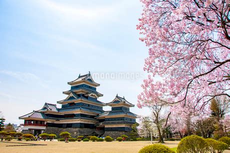 満開の桜と松本城の写真素材 FYI03404575 ストックフォトのamanaimages PLUS
