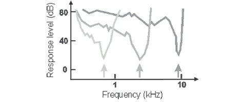 Psychoacoustic Tuning Curves Download Scientific Diagram