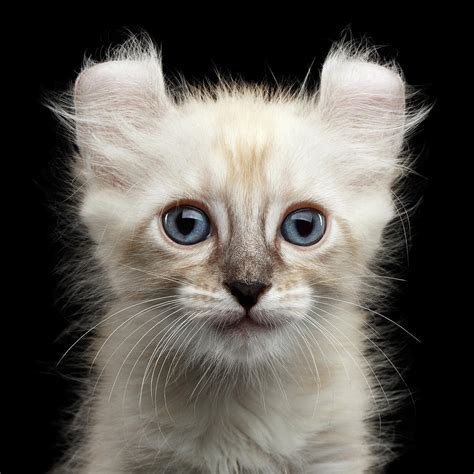 What Are Cats With Small Ears Called At Pauline Dane Blog