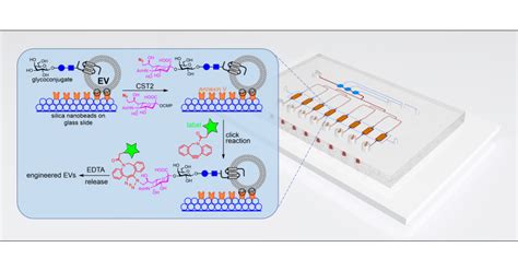 Efficient Enzymatic Glycan Engineering Of Extracellular Vesicles Using Nanomaterial Interfaced