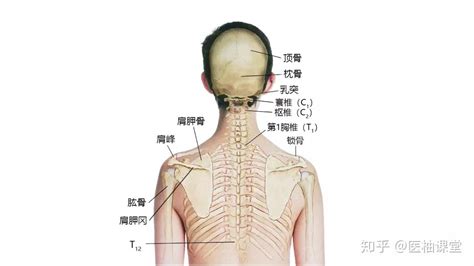 27张高清解剖图带你认识头面颈部骨骼及肌肉名称 知乎