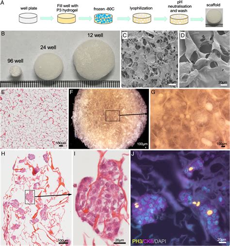 Normal Endometrial Cells