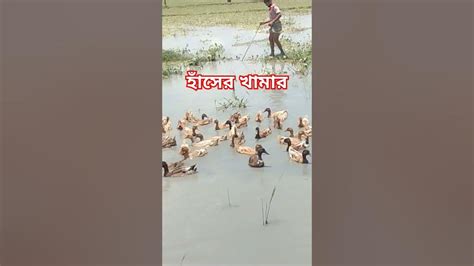 হাঁস পালন পদ্ধতি Birds সখের খামার টাইগার মুরগি Chicken Short Reels Youtubeshorts হাসের