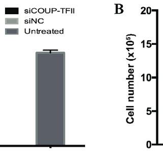 Downregulation Of COUP TFII Suppresses Cell Proliferation Via Targeting