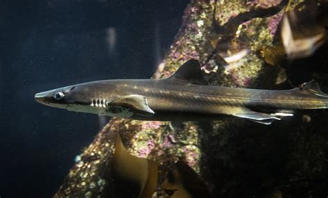 Dogfish Seattle Aquarium