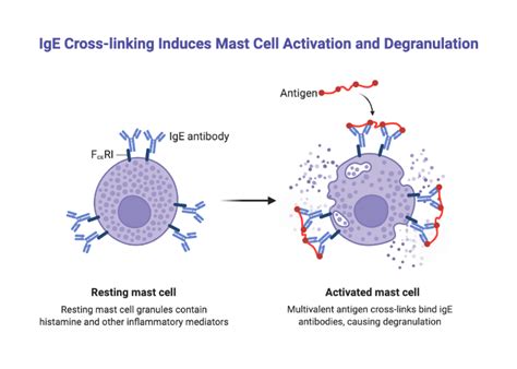 Ige Cross Linking Induces Mast Cell Activation And Degranulation Biorender Science Templates