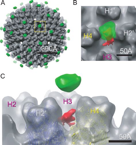 Isosurface Rendering Of Ad Ix 45 Egfp After Egfp Was Manually Segmented