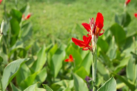 Bunga Ganyong Yang Indah Dengan Daun Hijau Di Taman Foto Stok Unduh
