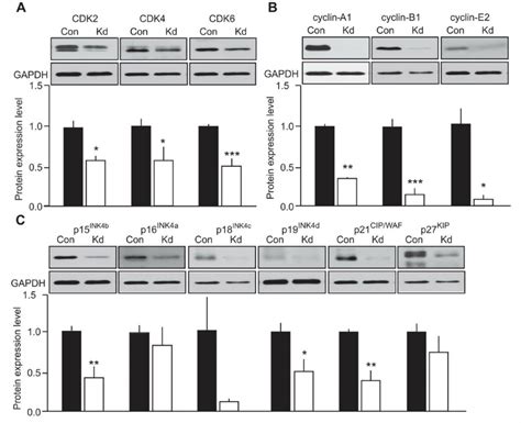 Evaluation Of The Effect Of Cdk5 Activity On Cell Cycle Protein Download Scientific Diagram