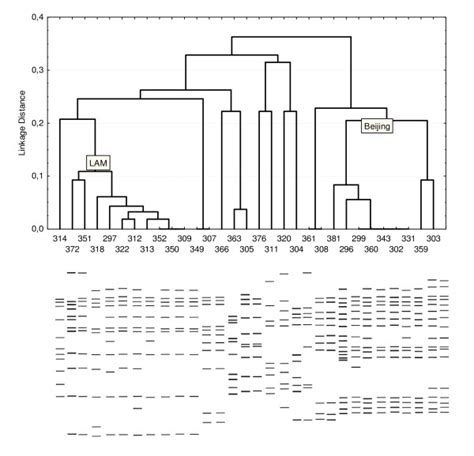 Clustering Dendrogram Of 31 Isolates From M Tuberculosis Constructed