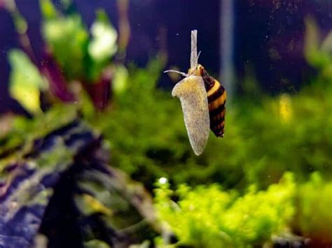How Long Do Snails Sleep Its Not What You Thought Fishkeeping World