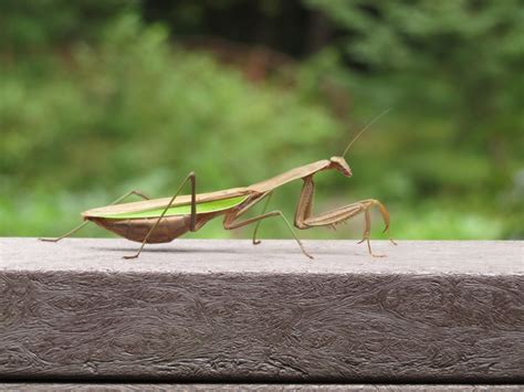 すっかり秋 ラピステブログ