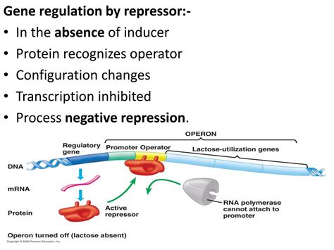 Lac Operon Pptx